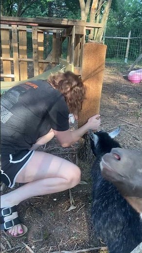 Goats Play With Woman as She Tries to Teach Them About Scratch Post - 1424351