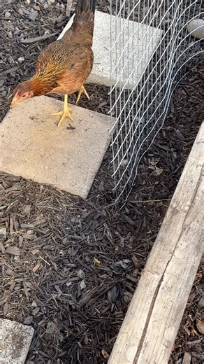Help! 😂 I just redid this garden bed, how do I get them to stop dusting in here?! • • • #homesteading #gardening #chickens #chickensofinstagram #chickensingardens #chickiminaj #chickiminajthechicken #cardibeak #chickensofig | Griselle Suriel