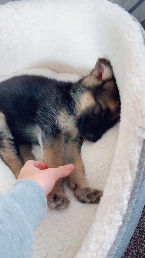 I got woken up but it’s fine I fell back asleep after #fyp #tiktoktraditions #foryourpage #viral #wheniwakeupinthemorning #boop