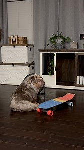 8.3K views · 1.7K reactions | King Barkley’s Toy inventory count is accurate now he rests!  | Tabitha Jefferson Moore | Facebook