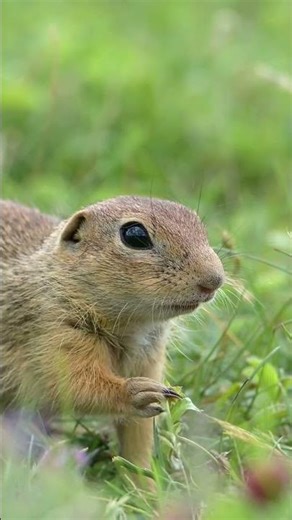 🐿️ Ground Squirrel — Calm Curiosity in Nature’s Stillness | Peaceful_Tranquil