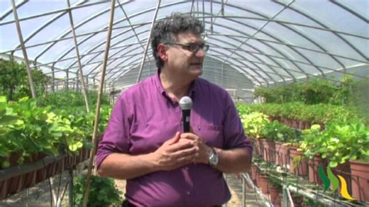 Coltivazione di frutti di bosco con il sistema idroponico