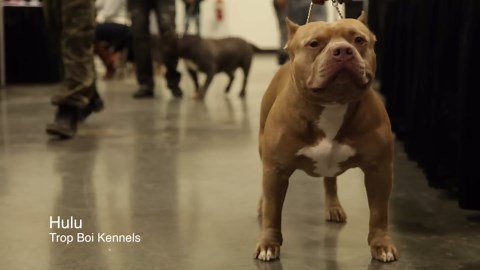 THE FINEST AMERICAN BULLIES IN THE WORLD, 2014 ABKC NATIONALS