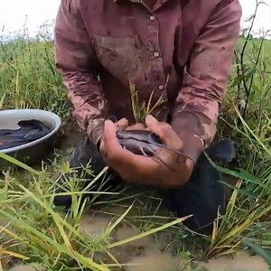 39K views · 350 reactions | Catch lots of big fish by hand | Fishing | Facebook