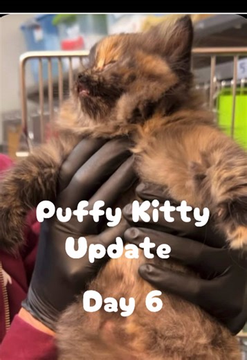Our favorite Puffy Kitty, Zoe, and Dr. Phil reunited for a successful checkup. #kitty #vetmed #adoptdontshop #puffkitty #catsoftiktok