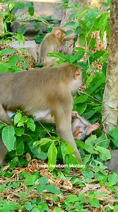 1.5K views · 43 reactions | MG MG this monkey try catching this little baby monkey so hard, DSCN3057 | Fresh Newborn Monkey | Facebook
