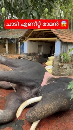 Why is he so quick to jump up #elephant #aanakotta #musicsong #pooram #animals #viralvideo #fyp