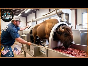 Shocking Bison Farming Methods – Inside America’s Bison Meat Industry | Processing Factory #bison