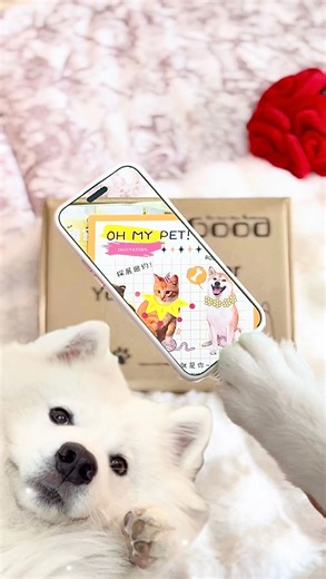 ʙᴏss ᴋᴜ 🐻‍❄️ 旺财 | 🔔 叮咚 ～ 收到 @moregoodmalaysia 送来的爱心礼盒 探展邀约 ❤️ 感谢 MoreGood ～ 倒数两天 ～～ 25年最后一场 @ohmypetexpo 就要开始咯 ～ ⭐️ @ohmypetexpo ｜ @moregoodmalaysia ⭐️... | Instagram