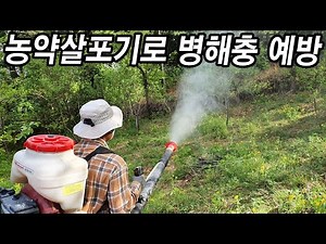 How to reliably control plum tree pests and diseases: Spray insecticides and amino acid nutrients!