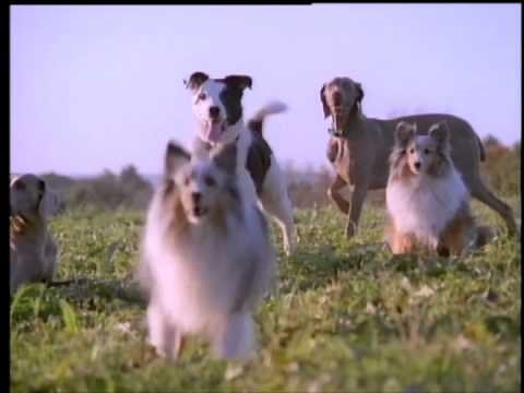 William Wegman - Dog Baseball