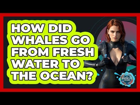 How Did Whales Go From Fresh Water To The Ocean? - The Marine Life Explorer