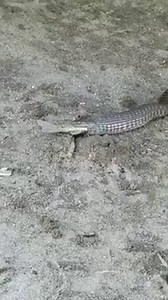 39K views · 267 reactions | Thank you Jarrod Williams for this crazy video of a snake eating a fish. Jarrod shot this video on the Truckee River in Verdi. | Nevada Department of Wildlife | Facebook