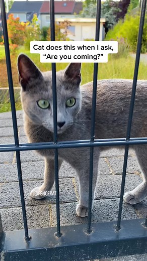 Cat Responds to Owner's Call in a Heartwarming Way
