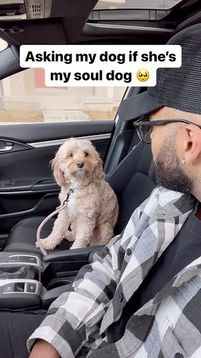 Luna The Mini Cockapoo | It’s the gentle touch at the end for me… 😢❤️ #puppylove #cockapoo #dogs | Instagram