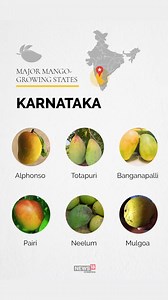The 'Mango 省' Map Of India: A look at important commercial varieties & where they are grown. #mango #alphonso #neelum #totapuri #dasheheri #fazli #kesar #rajapuri #bombaygreen | CNBC-TV18 | Facebook