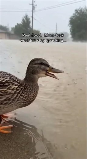 Drowning Duckling in Flood… Mom Quacked Until Strangers Heard Her 😭