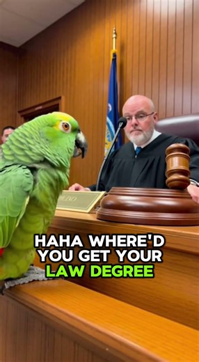 PARROT Holds Judge in Contempt: "Did You Get Your Degree on eBay?!" 🦜⚖️😂