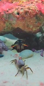 Rex is so much fun to watch that is when he actually wants to.#mantisshrimp #permitonfly #permit #flytying #bonefishflies #permitflies #saltwaterflyfishing #flyfishing #bonefishonfly #crabflies #streamartdesigns #bonefish #tarpon #tarpononfly #tarponflies #saltwaterflies #streamartcompany #flatsfishing #catchandrelease #flyfishingtravel #omanicrab #snookonfly #crabyflex #shrimpflies #triggerfishflies #snookflies #bandidocrab #shrimp #nanocrab #macro | Mantis Shrimp