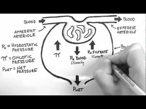 Forces of Filtration