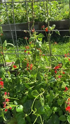The Scarlet Runner Beans are starting to run (my favourite bean)
