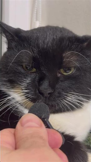 Purring Cat sound for Relaxation. Cute Cat purring. Relaxing video for sleep #purr #purring #relax