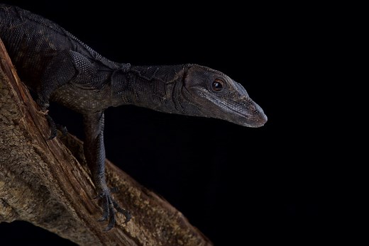 Black Dragon Lizard