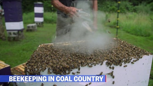 Beekeeping in coal country could save mining families