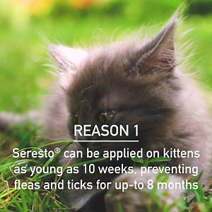 363 reactions · 62 shares | Seresto® helps prevent fleas and ticks on kittens as young as 10 weeks, so your kitten can focus on settling into their new home. | Elanco | Facebook