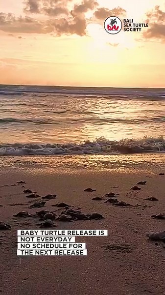 Baby turtle release depends on nest hatching, no schedule and fixed date for the release. Our advise is please keep checking the update on our post at our social media Facebook / Instagram @baliseaturtlesociety #babyturtlerelease #baliseaturtlesociety #kuta #bali #indonesia #tukik #babyturtle #pelepasantukik #penyulekang #penyu #seaturtles #oliveridley #lepidochelysolivacea | Bali Sea Turtle Society (BSTS)