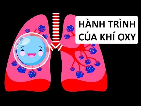 Hành Trình Của Khí Oxy Trong Cơ Thể