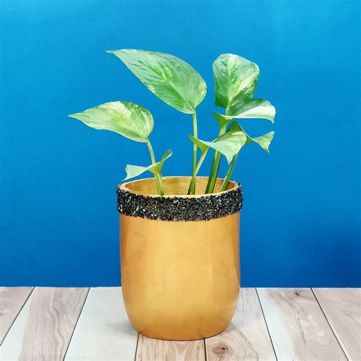 DIY Planter Pot Using Plastic Bottle and White Cement . . . . #diy #diyplanter #planterpot #plasticbottle #plasticbottlecraft #plasticbottlerecycle #cementpot #whitecement #creativeplanterpot #homemadepot #beautifulpots #decorativeplanters #diypot #planterpots #planterideas | Planting & Decoration