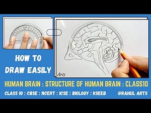 How to draw Human Brain Easily Step by Step Using Protractor | Human Brain Diagram Class 10