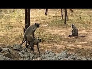 "COMEDY MONKEY MATING BEHAVIOUR"|| JUST TRYING TO ENJOY 🐒❤️
