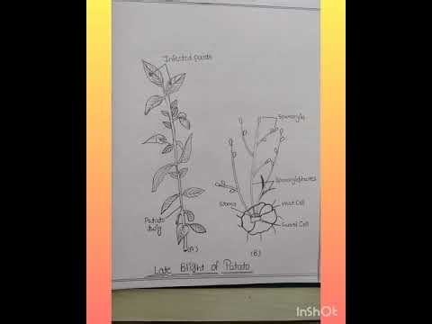 Bsc Botany practical file sem -1 ccs University 