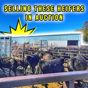 Auction Day: I Had to Learn My Lesson the Hard Way! | Sonne Farms