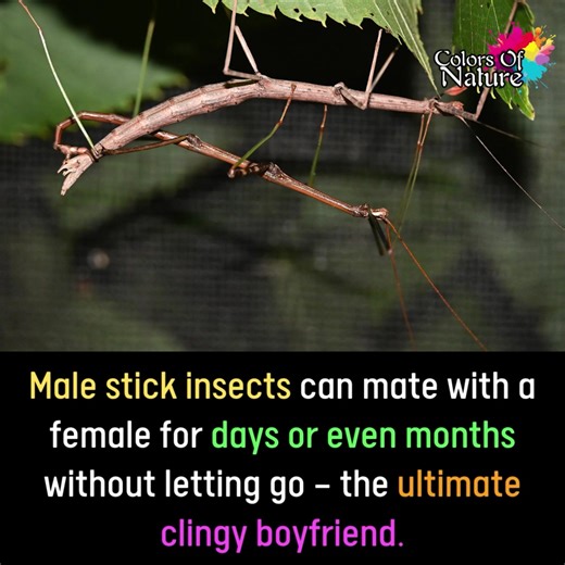 38K views · 8.4K reactions | Male stick insect | Colors Of Nature | Facebook