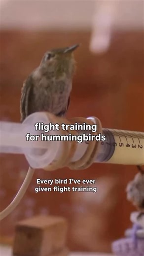 Humming Bird 🐦🐦🐦 on Instagram: "Terry Masear has nursed wounded hummingbirds back to health for over 15 years using this magic wand✨ 🎥: Hummingbirds of Hollywood Cre:@cbcgem"
