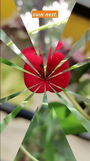 How do ants reproduce?