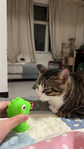 Cat startled by red-tongued squeeze toy in Hubei, China