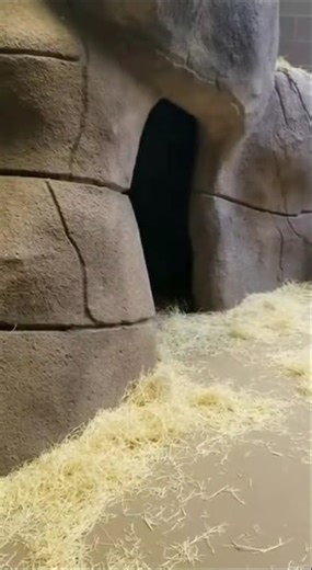 Gorilla's Reaction to Magic Trick is PRICELESS! 🦍😲 #Shorts