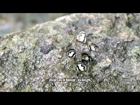 the life cycle of a praying mantis