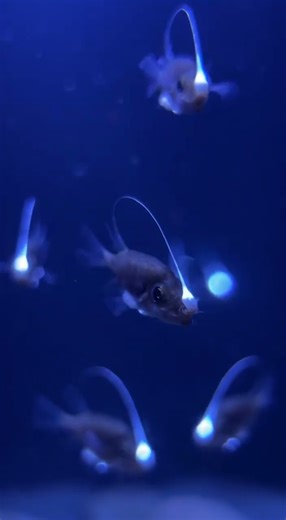 I’m Raising Baby Deep Sea Angler Fish at Home