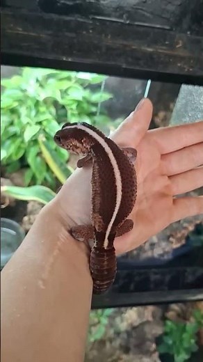 African fat-tailed Gecko