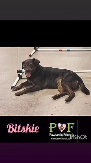 RESCUE DOG TRAINING……… I’m Bitskie and I’m an A student, whose overcome my shyness. I’m mastering the basics and enjoy problem solving. You can meet me through Nevada SPCA Life-Saving Shelter. Sponsor me through https://www.pawtasticfriends.com/sponsor-a-dog #pawtasticfriends #lvnonprofit #enrichmentfordogs #rescuedogtraining #dogtraining | Pawtastic Friends