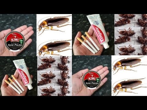 TWO TIPS FOR COCKROACH || How To Kill Cockroach, Within 5 minutes || Home Remedy ||