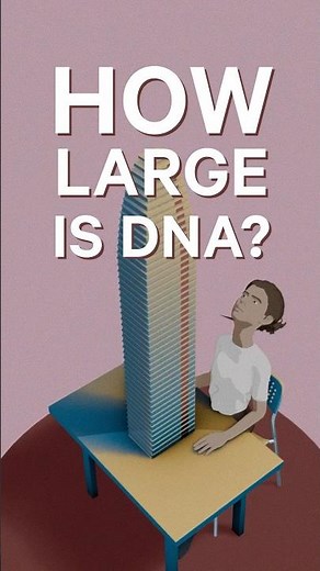 Incredible Size of Human DNA #human #dna #animation #scienceanimation #genetic #biology #educational