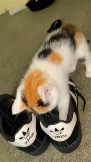 #kittens #cutebaby #kittensoftheday | Acey Lia Chonky