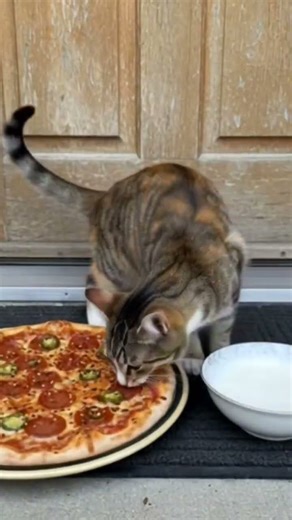 It was a snake trap, but the cat got caught, no doubt about it...