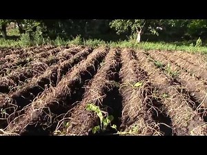 Мега врожай картоплі